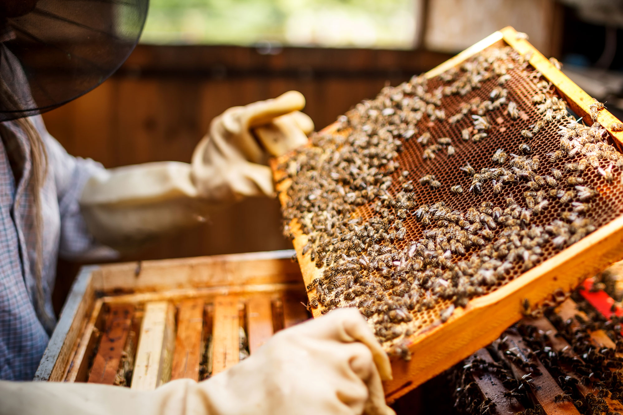 Beekeeping Course (Intro) - Melbourne Polytechnic